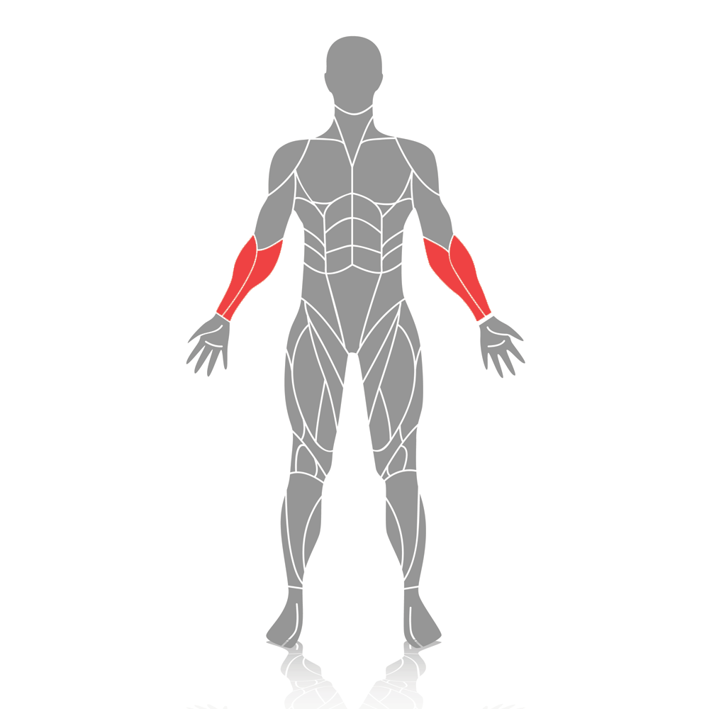 Forearms – Sparks